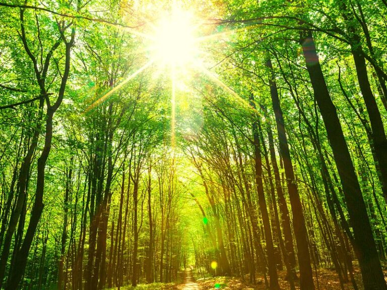 Importance of Being Eco Friendly: Top 8 Reasons to Be One