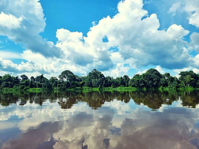 Nature’s Wonders: 11 Largest Forests in the World