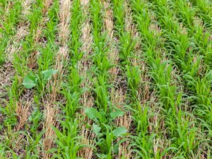 Sustainable Agriculture: 9 Best Practices You Need to Know