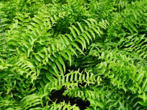 11 Invasive Species in Hawaii Causing Environmental Havoc