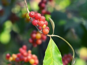 9 Worst Invasive Species in Michigan to Look Out For