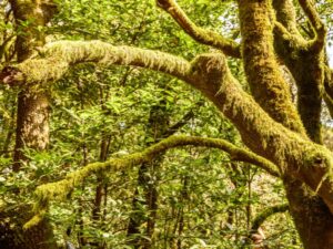 11 Invasive Species in Hawaii Causing Environmental Havoc
