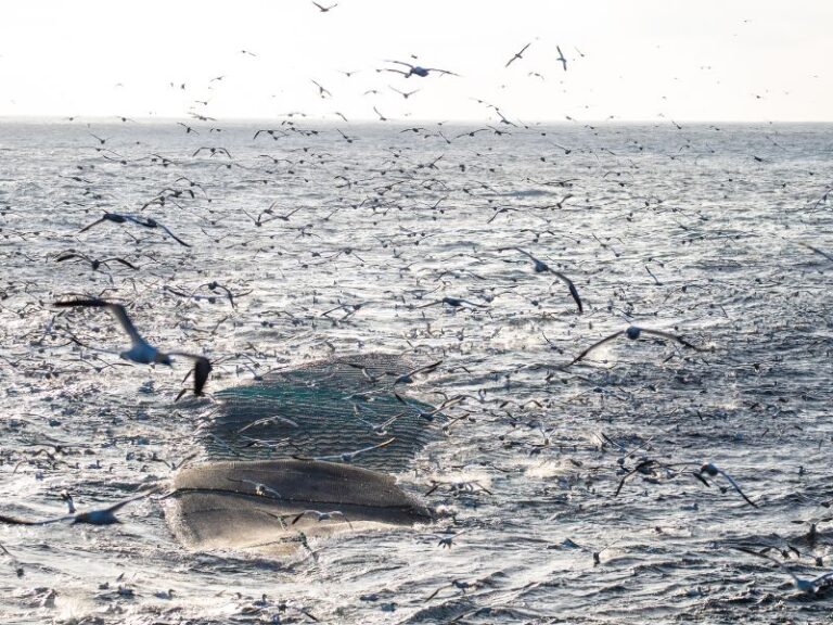 Trawl Fishing: How to Protect Coastal Communities and Preserve Marine ...