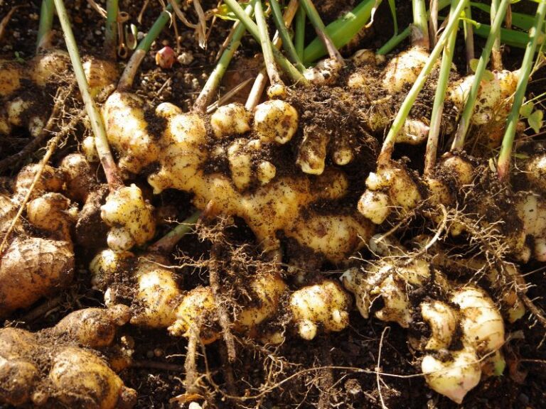 11 Invasive Species in Hawaii Causing Environmental Havoc