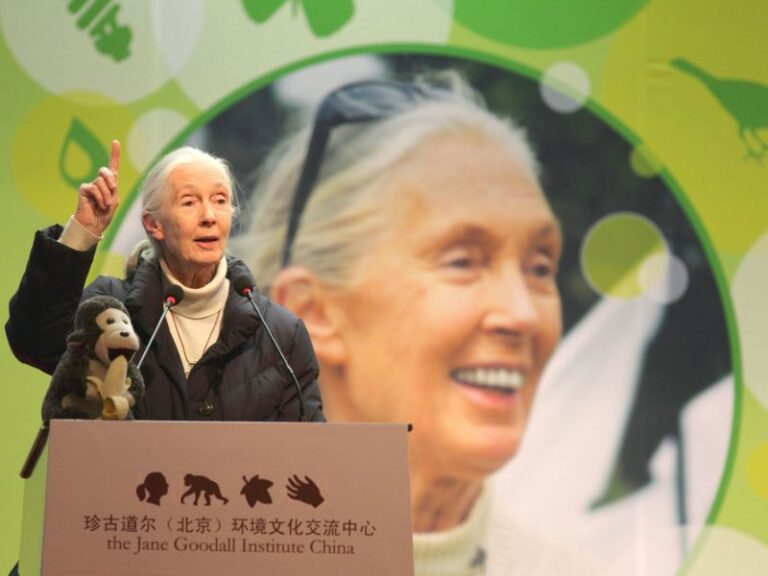 14 Best Environmental Activists Who Inspire Us Al