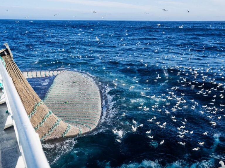 Trawl Fishing: How to Protect Coastal Communities and Preserve Marine ...