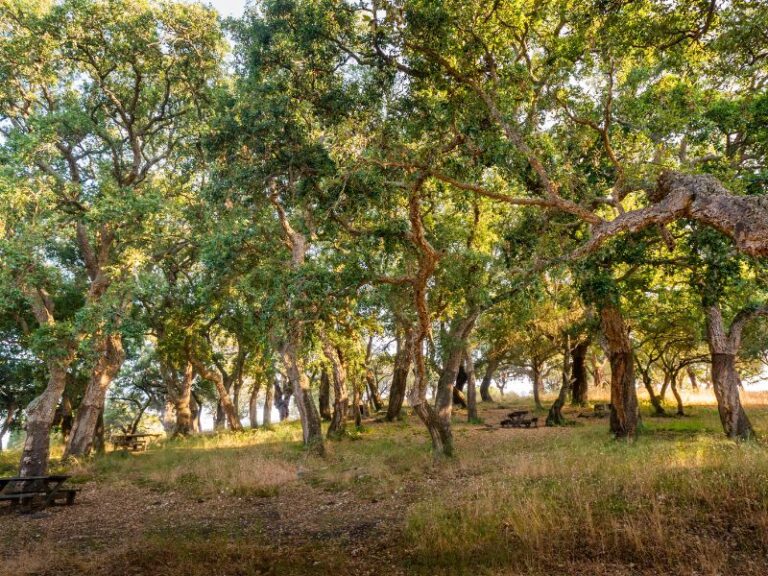 Is Cork Sustainable? 6 Amazing Benefits and Scientific Facts in 2026