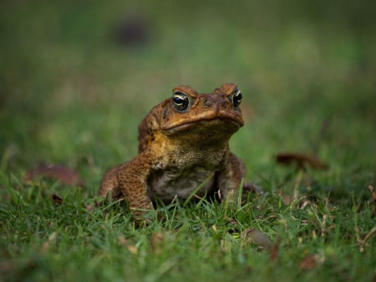 7 Invasive Species in Australia Threatening Local Ecosystems