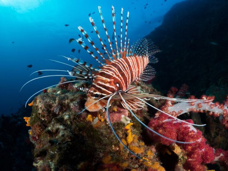 Caribbean Lionfish: 5 Ways to Fight Back This Invasive Species