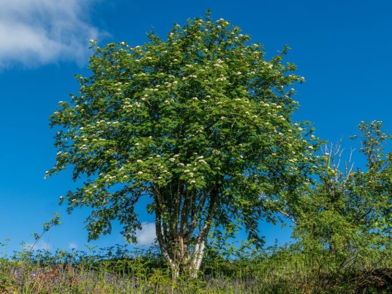 Which Trees Grow the Fastest? Our Top 8 Picks for Fast Growing Trees