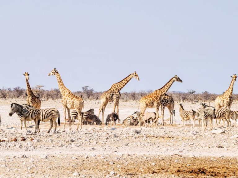 Largest Wildlife Refuges in the World: The Top 5
