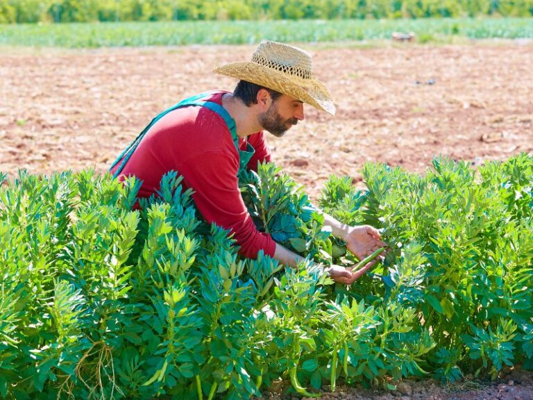 Desert Permaculture: A New Way of Farming in Drylands 2025