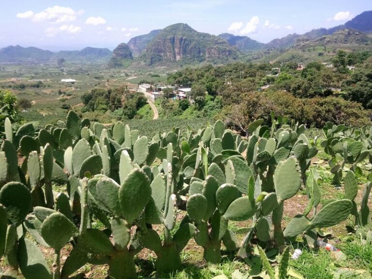 Desert Permaculture: A New Way of Farming in Drylands 2025