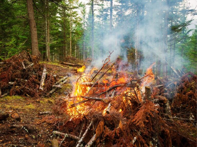 Top 10 Causes of Wildfires and How to Prevent Them