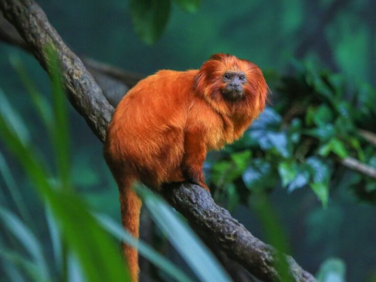 10 Rare Animals of the Amazon Rainforest: Vanishing Wonders