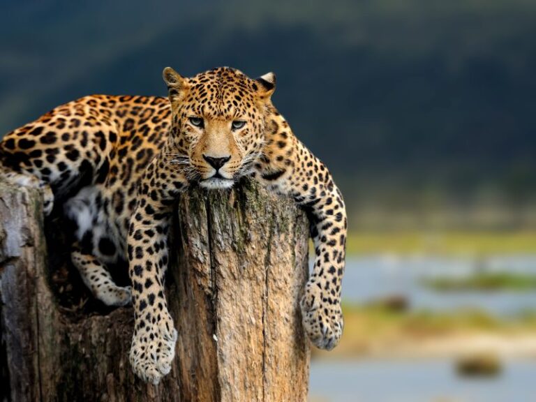 10 Rare Animals of the Amazon Rainforest: Vanishing Wonders