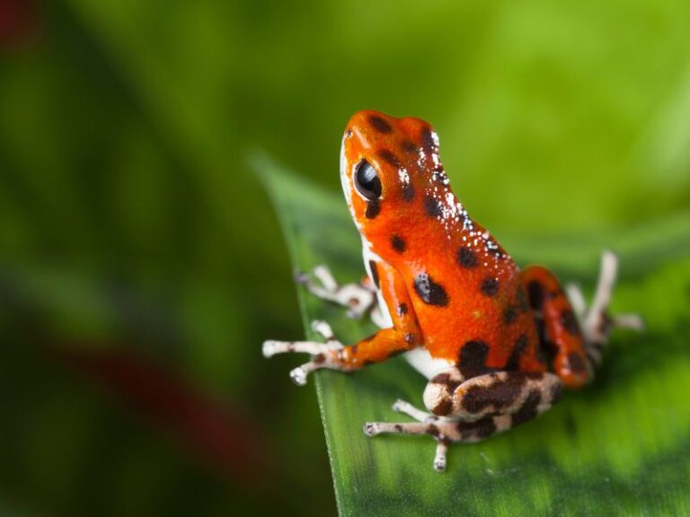 10 Rare Animals of the Amazon Rainforest: Vanishing Wonders