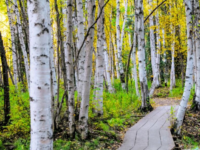 10 Best Trees for Climate Change: A Green Solution