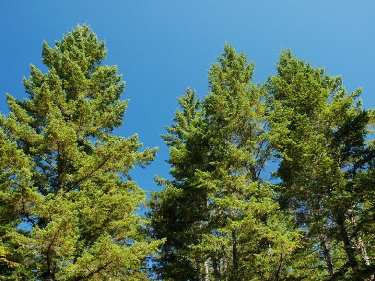 10 Best Trees for Climate Change: A Green Solution
