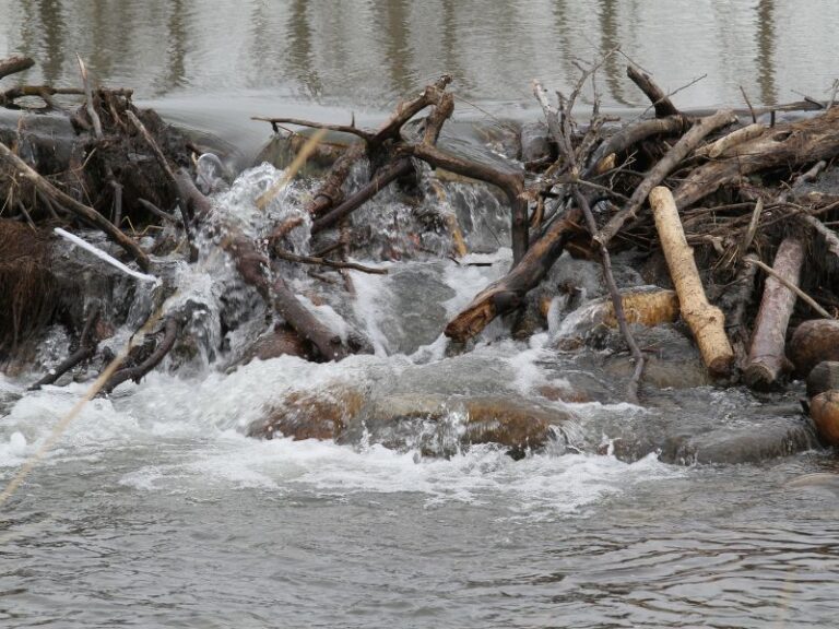 Importance of Beaver Dams in Water Conservation: Best Guide