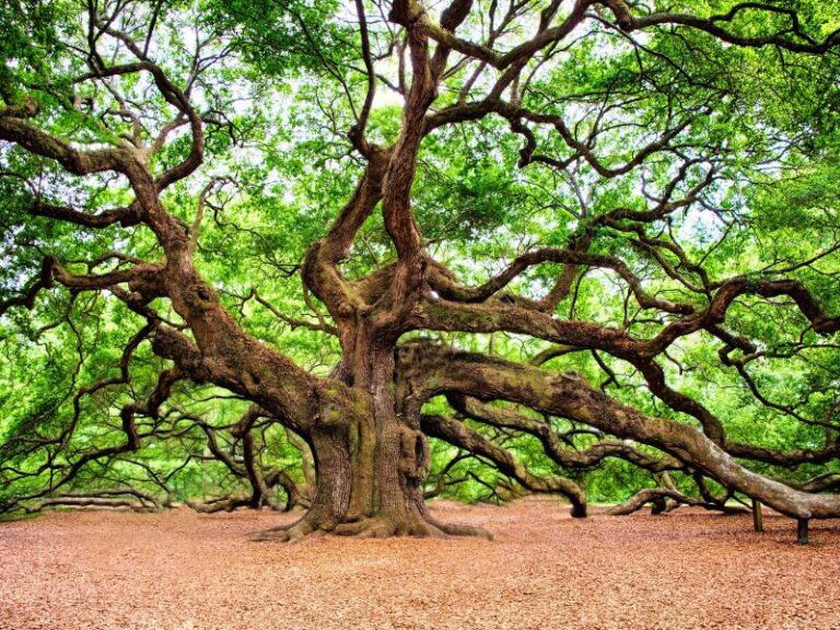 10 Best Trees for Climate Change: A Green Solution
