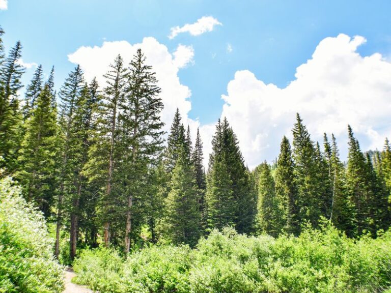 10 Best Trees for Climate Change: A Green Solution