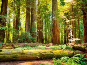 10 Best Trees for Climate Change: A Green Solution