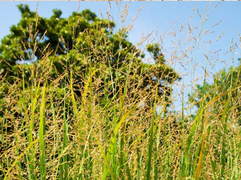 Waterwise Gardening 101: Best Sustainable Landscaping