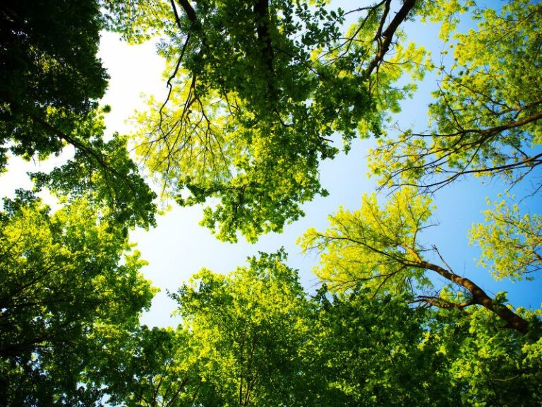 Why Trees Are Essential for a Healthy Planet 2025